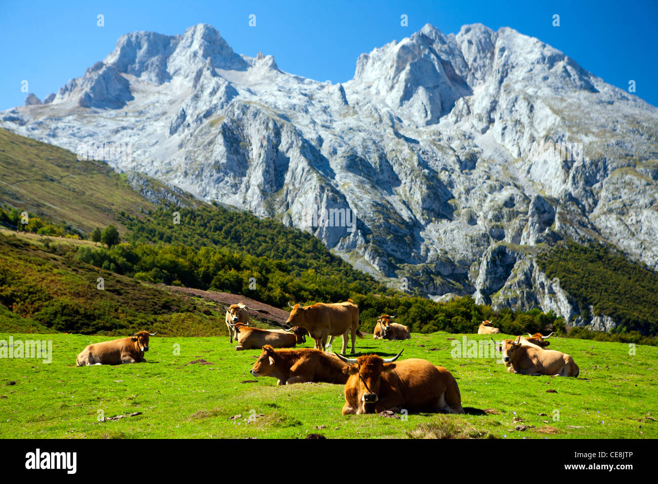 Cows on Col Pandebano in the Picos de Europa Stock Photo - Alamy