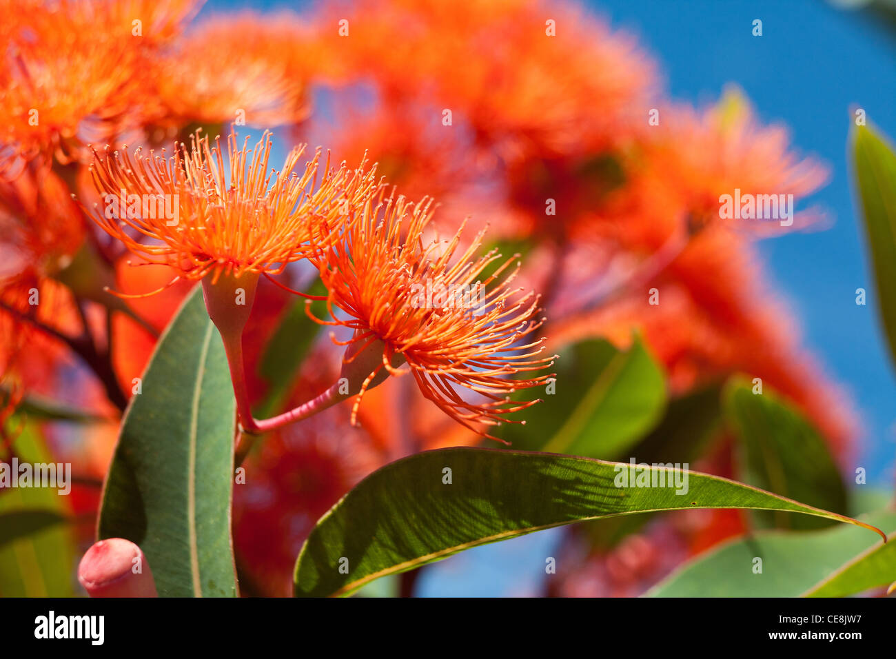 Orange flowers on a flowering gum or gumtree against blue sky in ...