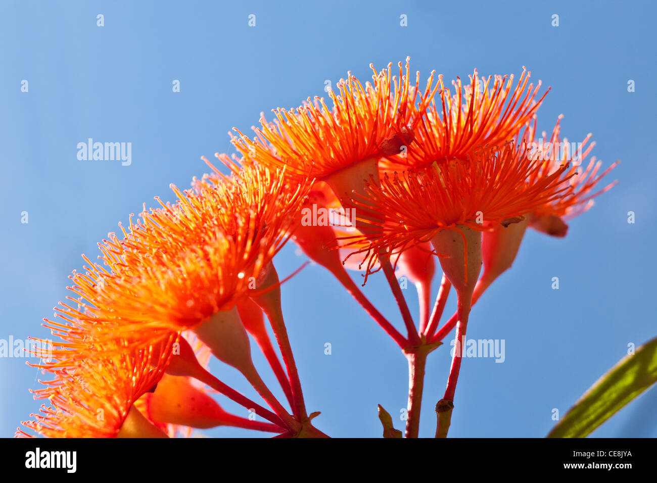 Orange flowers on a flowering gum or gumtree in Victoria Australia ...