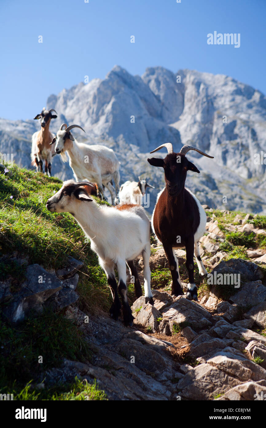 Goat In Picos De Europa High Resolution Stock Photography and Images ...