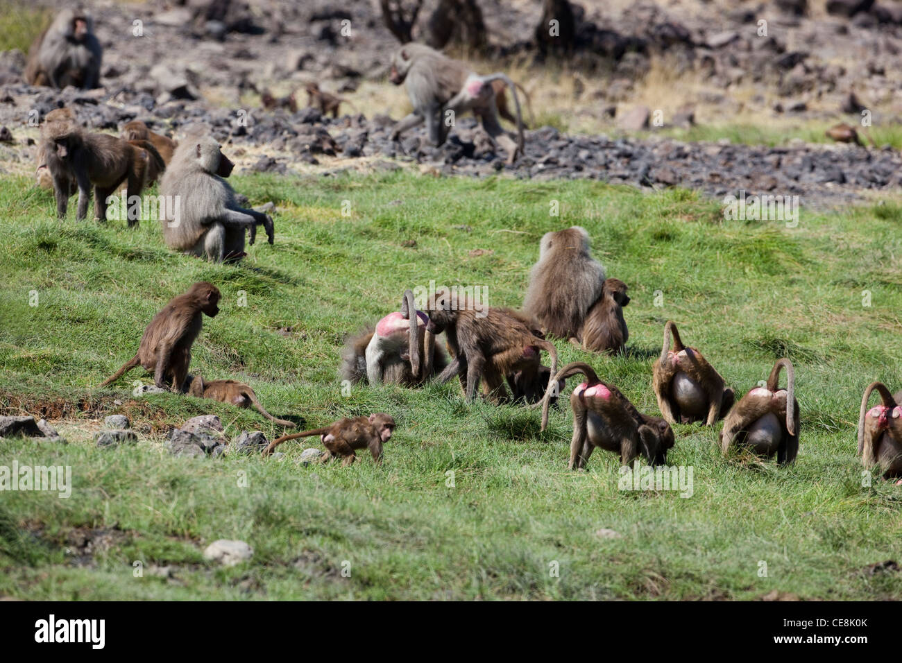 hamadryas-baboon-papio-hamadryas-members-of-a-troop-at-a-watering
