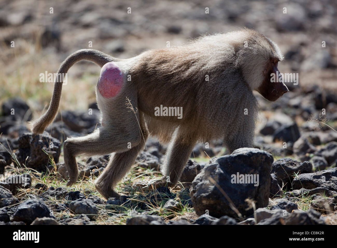Hip hole hi-res stock photography and images - Alamy