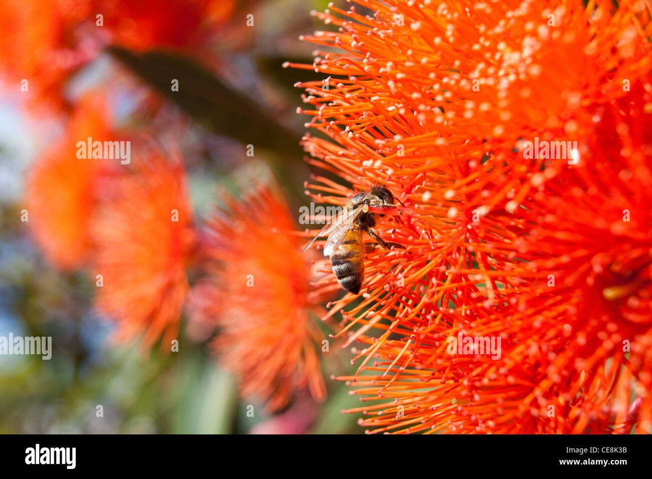 Dwarf gum tree hi-res stock photography and images - Alamy