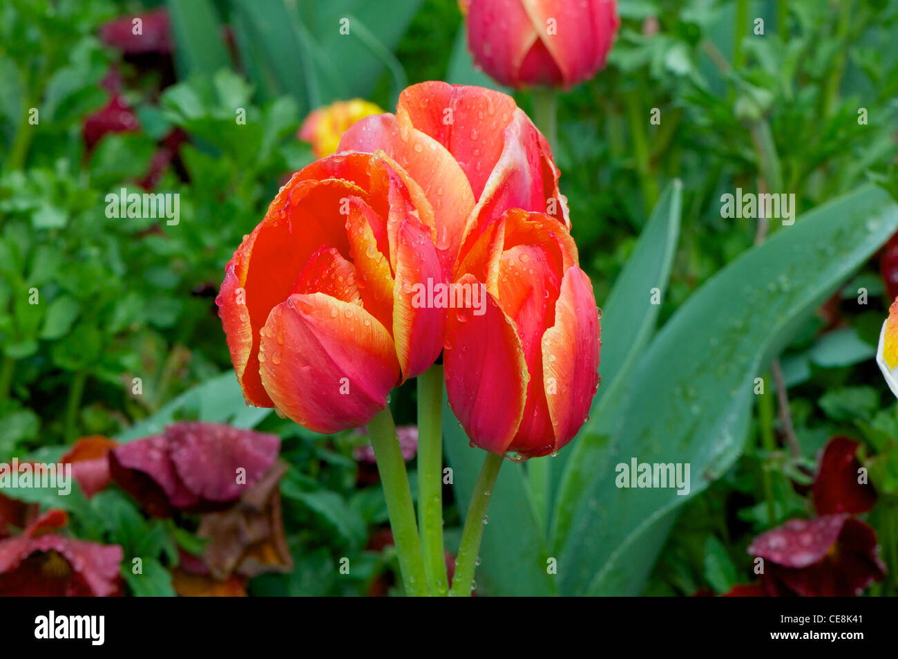 Triple rainbow hi-res stock photography and images - Alamy