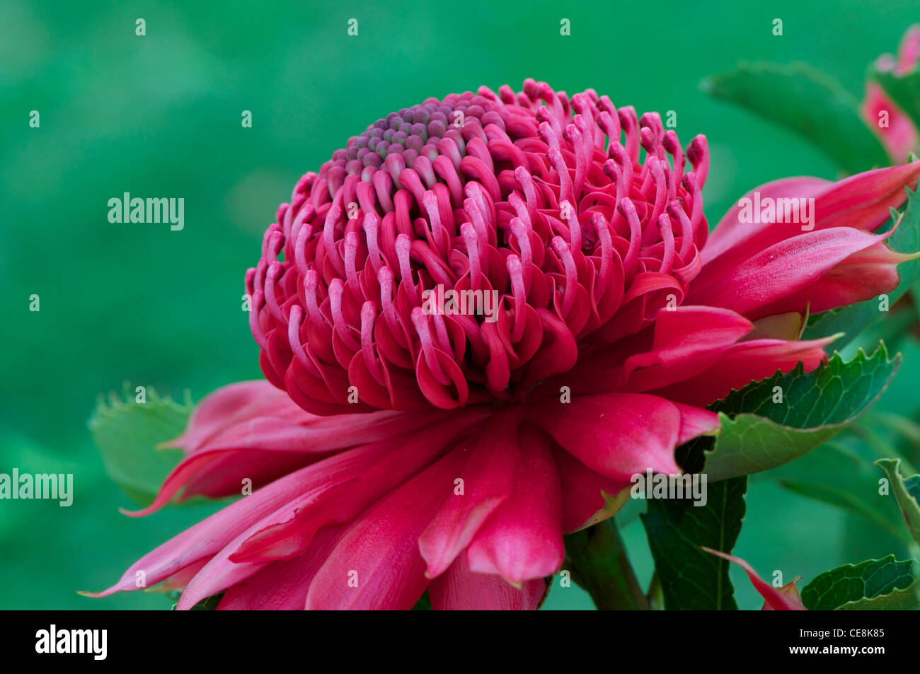 Waratah Telopea speciosissima Stock Photo - Alamy
