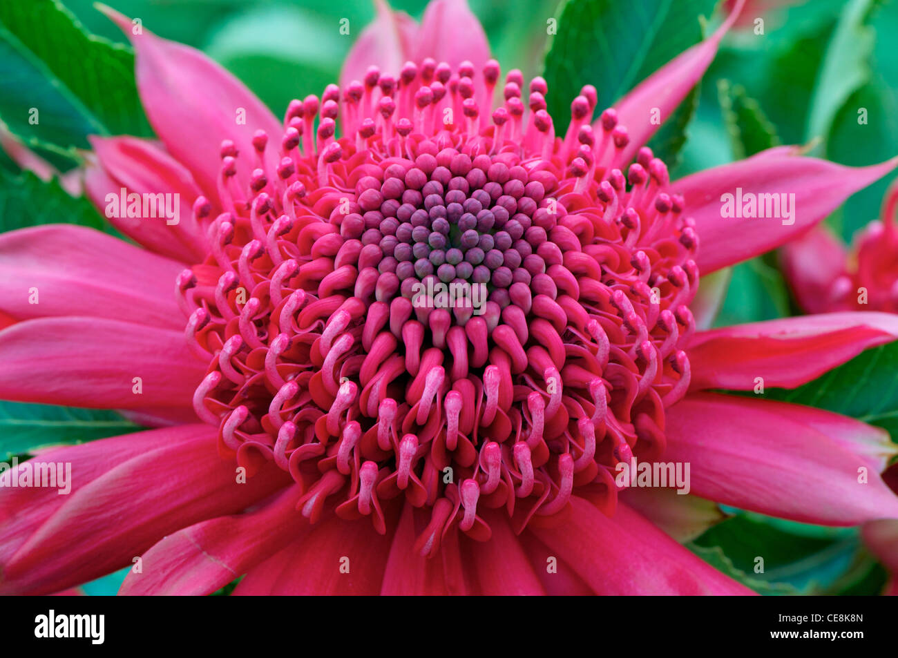 Waratah flower hi-res stock photography and images - Alamy