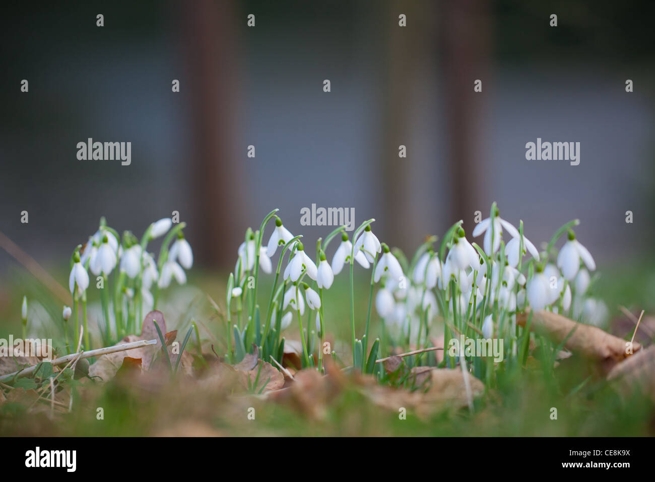 Seasonal snow drops hi-res stock photography and images - Alamy