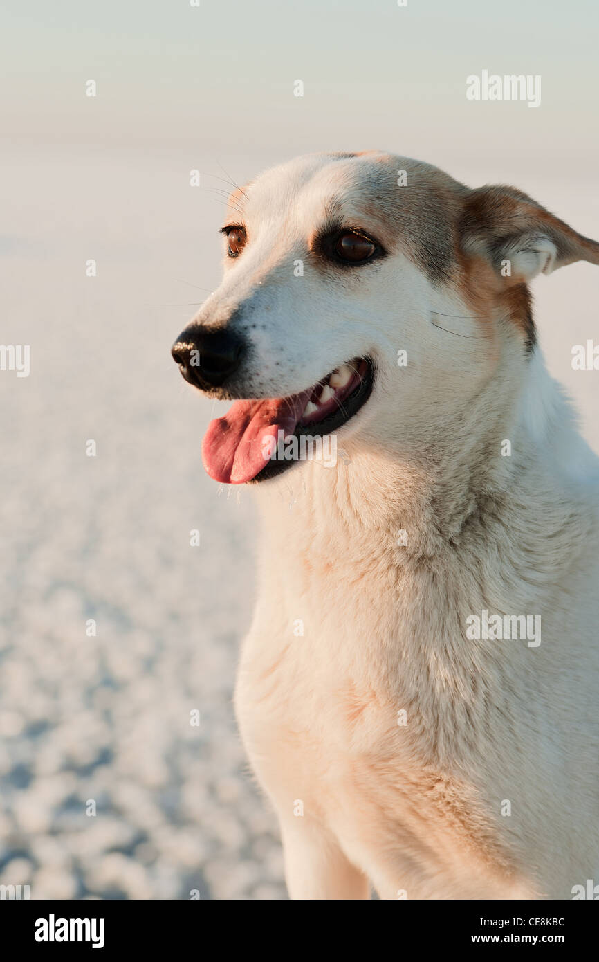 Snow on dog face hi-res stock photography and images - Alamy