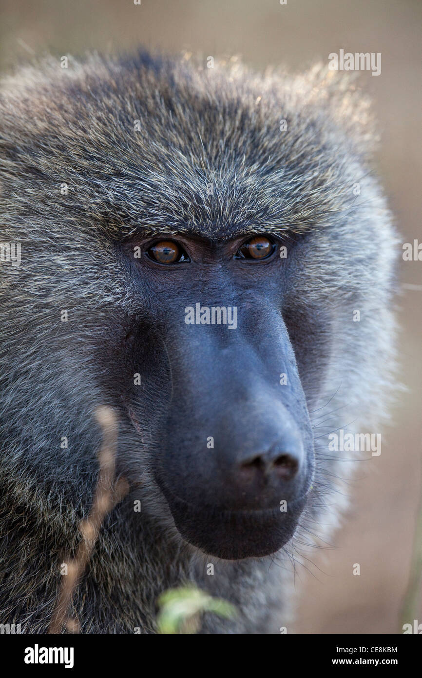 Olive or Anubis Baboon (Papio anubis). Savannas, grasslands. Awash ...