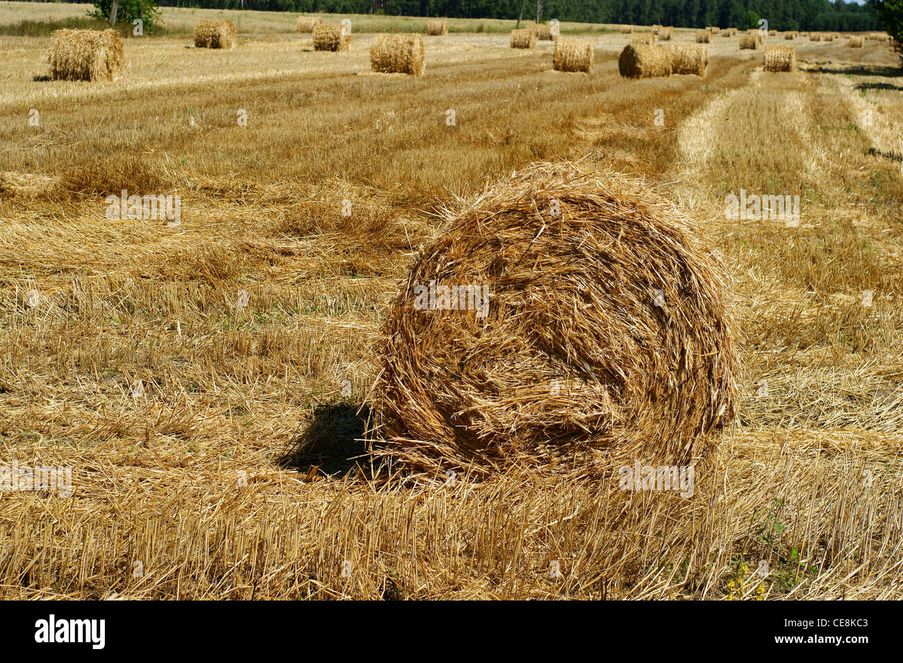 Rolled straw after harvesting - wheat field Stock Photo - Alamy
