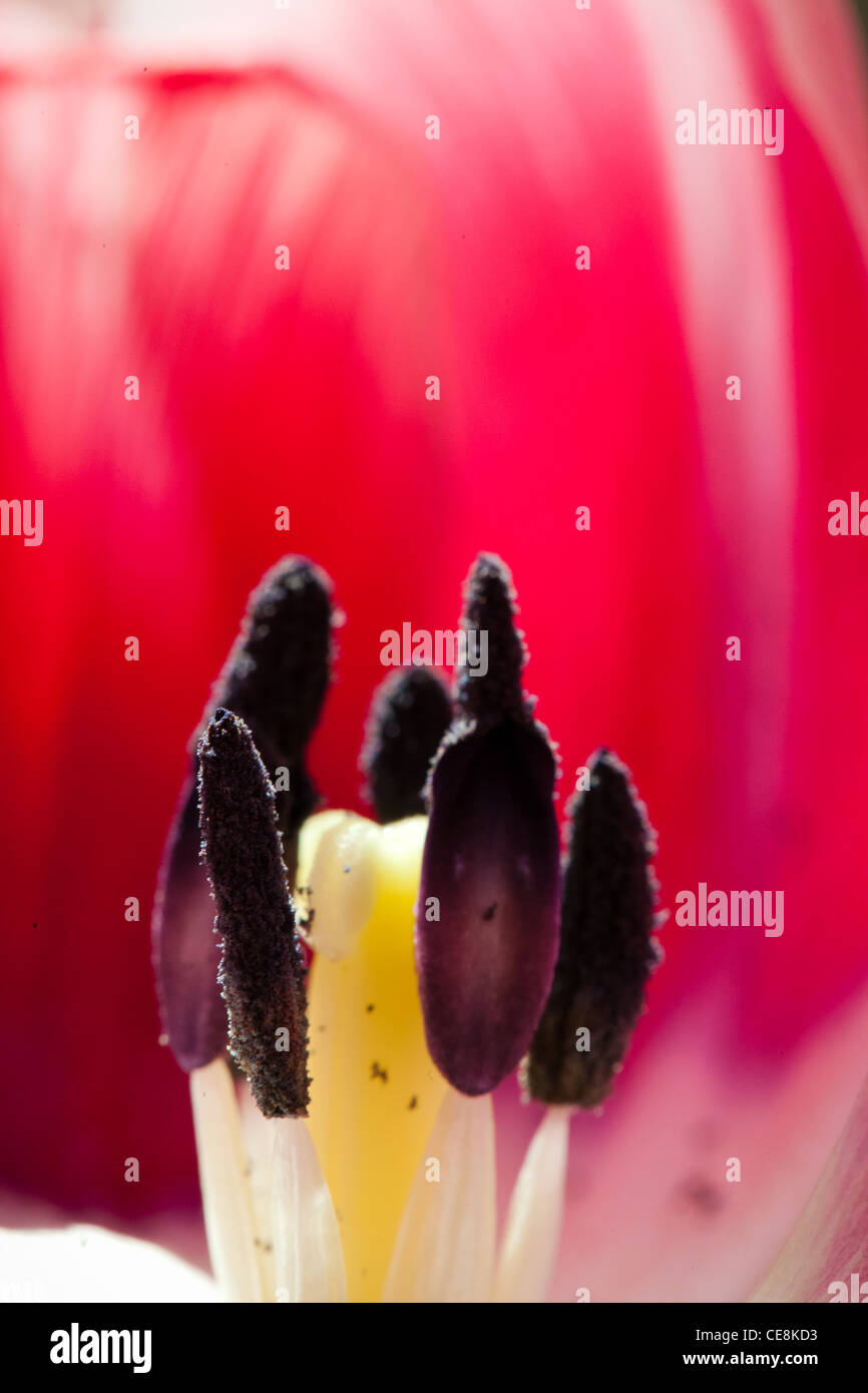 Tulip detail hi-res stock photography and images - Alamy