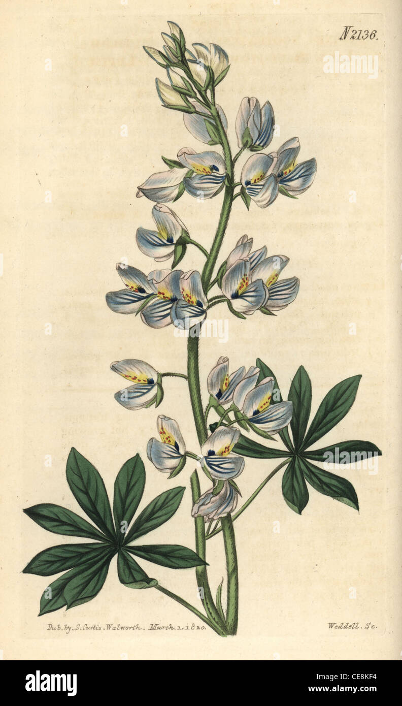 Lee's blue-flowered tree lupin, Lupinus nootkatensis beta fruticosus ...