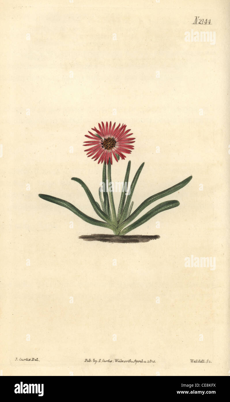 Fig marigold botanical illustration hi-res stock photography and images ...