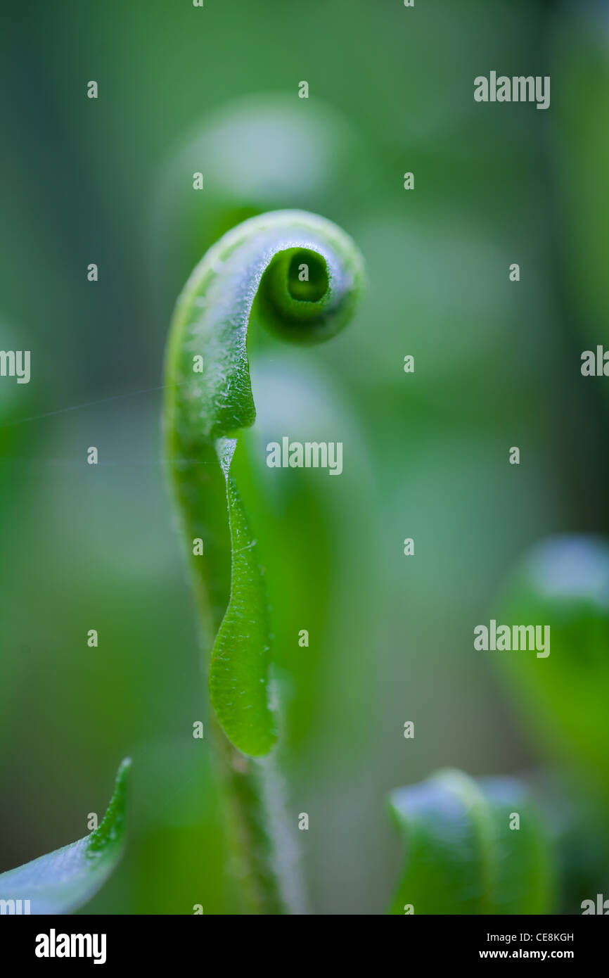 Curled young green leaf nearly fully grown Stock Photo - Alamy