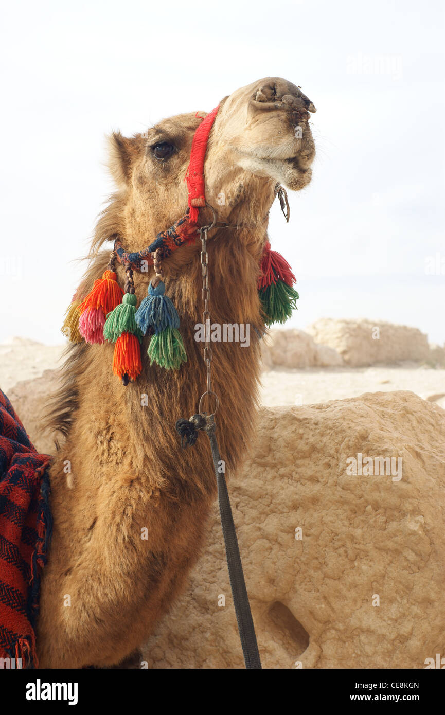 Portrait of camel in harness Stock Photo - Alamy