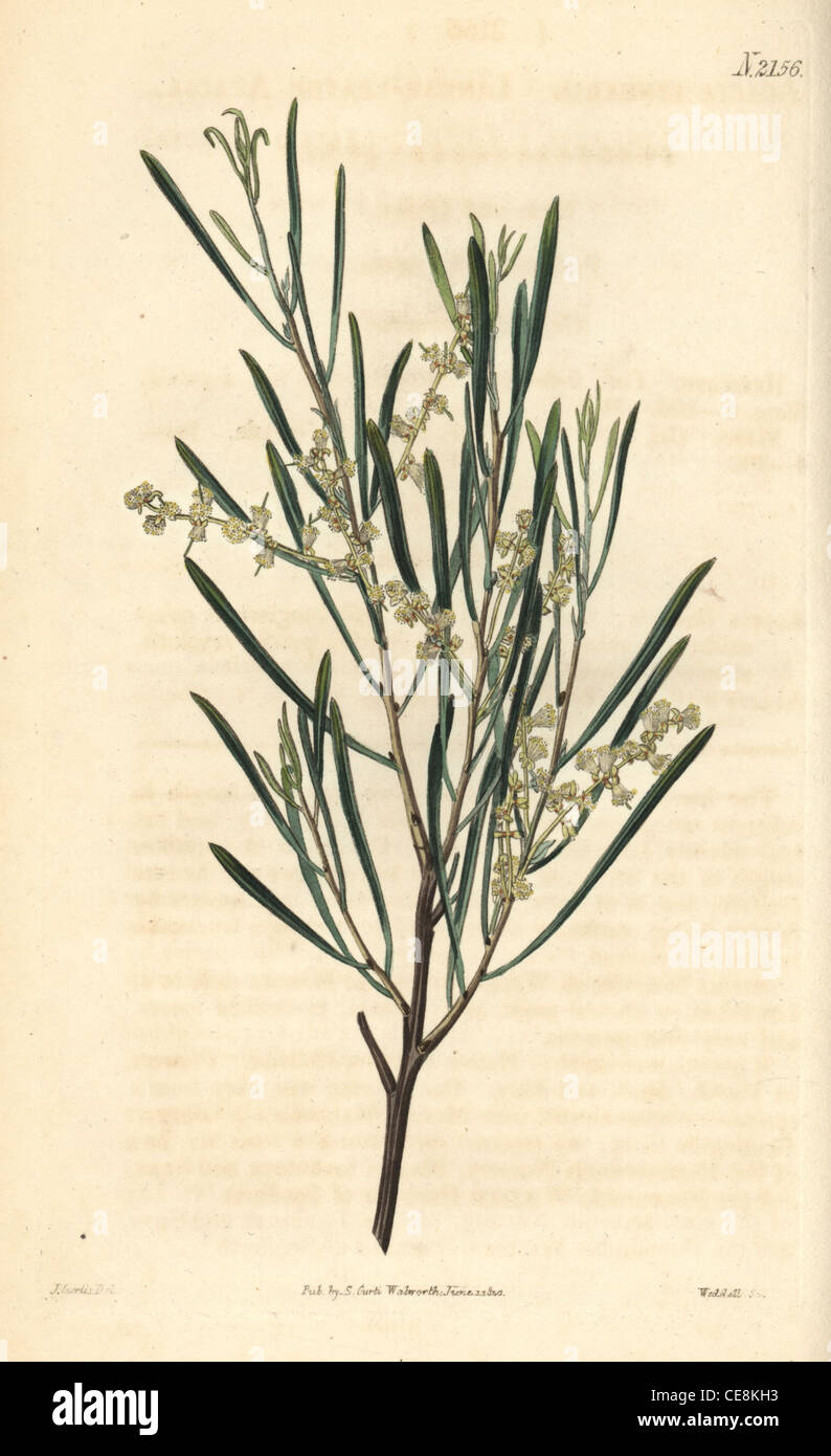 Linear leaved acacia, Acacia linearis Stock Photo - Alamy