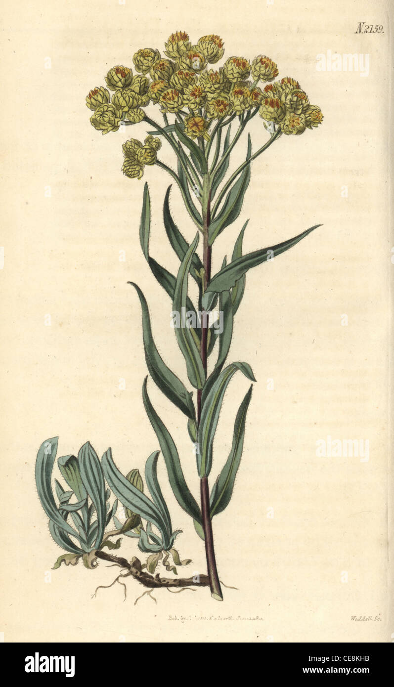 Everlasting flower botanical hi-res stock photography and images - Alamy