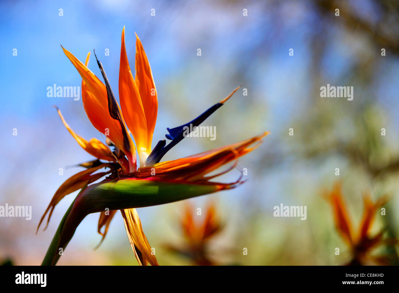 Botanical Gardens, Phoenix. Beautiful park in Phoenix, best place to ...