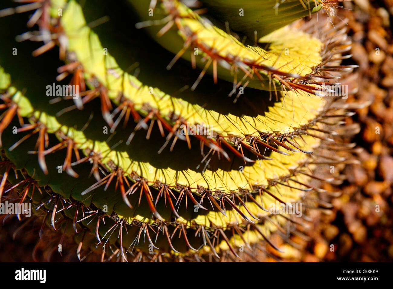 Botanical Gardens, Phoenix. Beautiful park in Phoenix, best place to ...