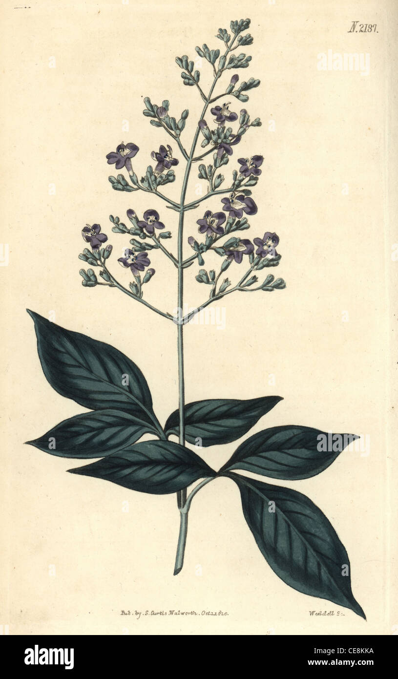 Vitex trifolia hi-res stock photography and images - Alamy