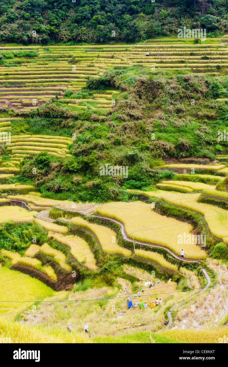 Philippines rice field hi-res stock photography and images - Alamy
