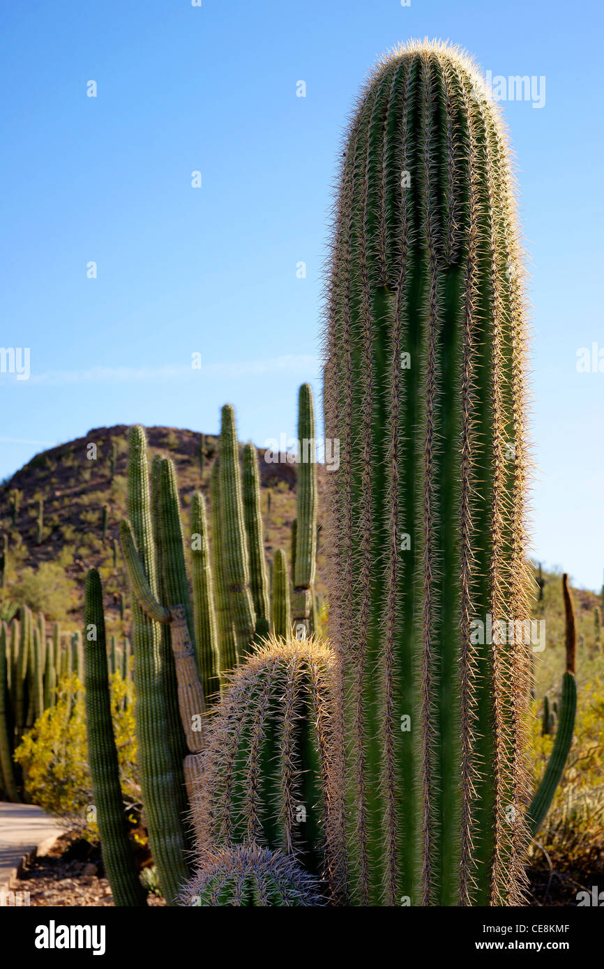 Botanical Gardens, Phoenix. Beautiful park in Phoenix, best place to ...
