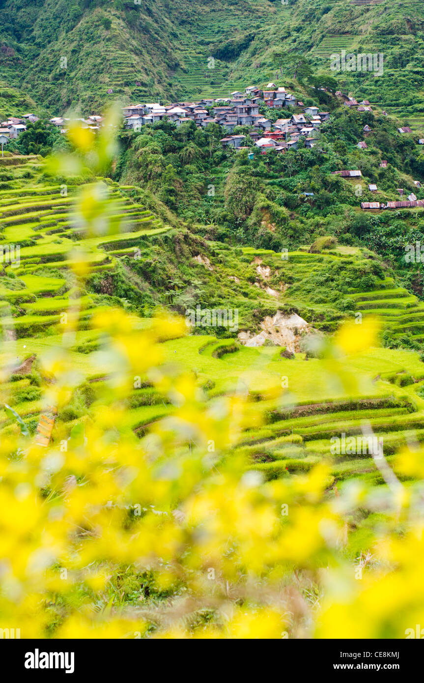 remote villages surrounds by rice terraces, philippines Stock Photo - Alamy
