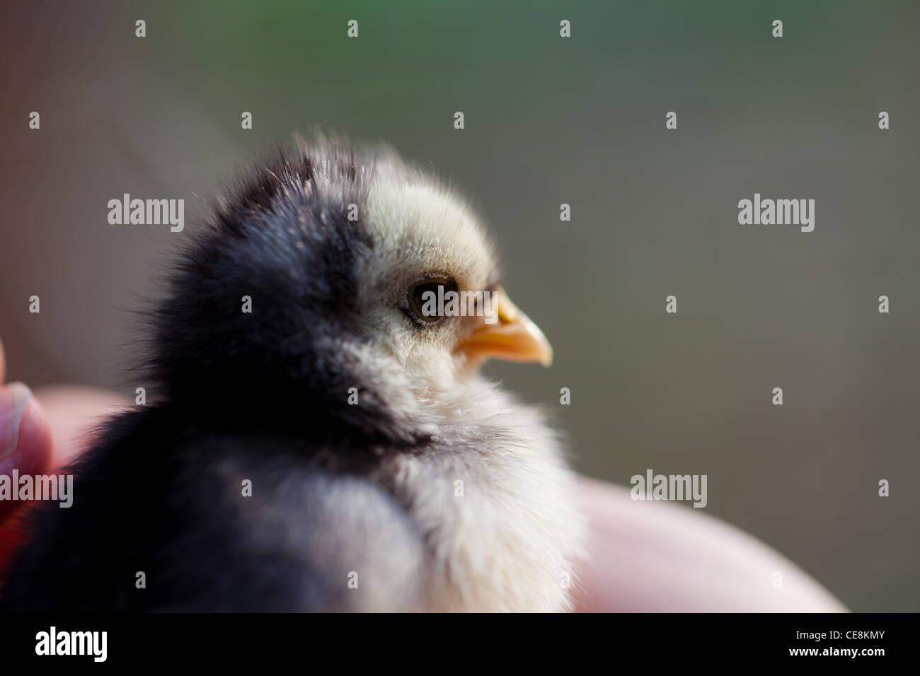 Newly hatched chick in a hand Stock Photo - Alamy