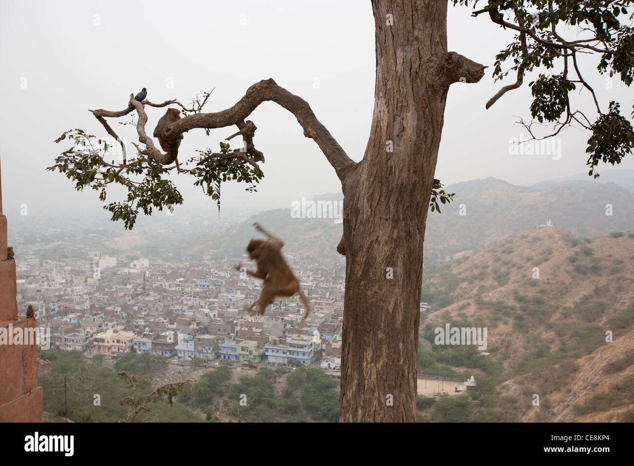 Monkey temple hi-res stock photography and images - Alamy