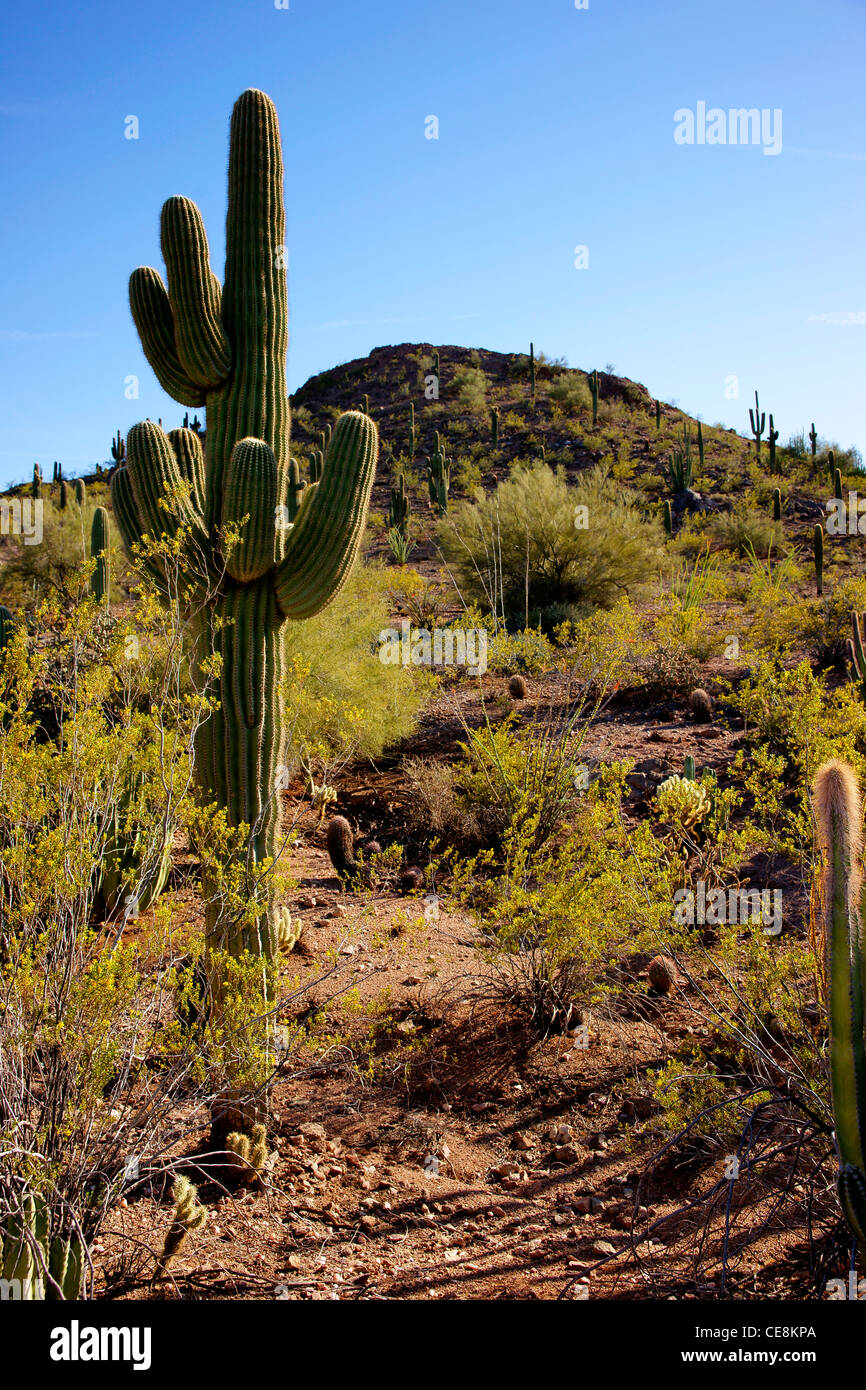Botanical Gardens, Phoenix. Beautiful park in Phoenix, best place to ...
