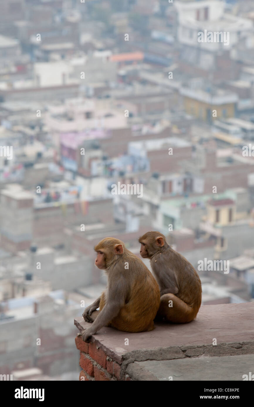 Monkey temple in Galta, in Jaipur, in Rajasthan, India Stock Photo - Alamy