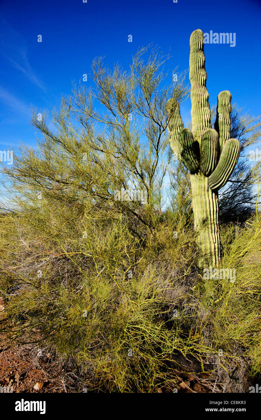 Botanical Gardens, Phoenix. Beautiful park in Phoenix, best place to ...