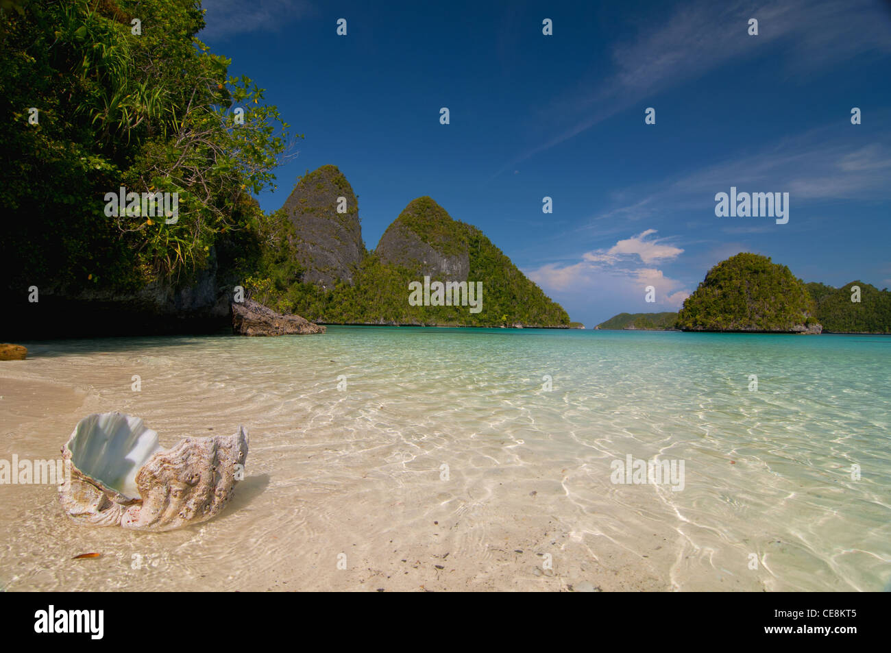 Clamp Shell on the Shore Stock Photo - Alamy