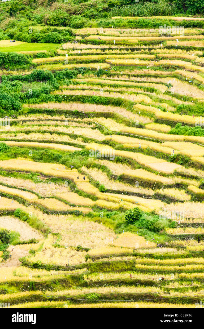 maligcong rice terraces in philippines Stock Photo - Alamy