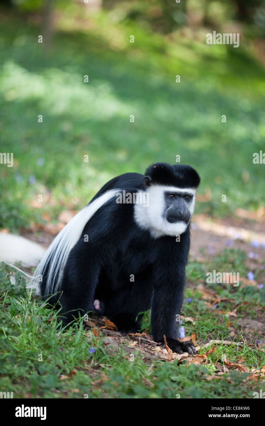 Black white colobus colubus hi-res stock photography and images - Alamy