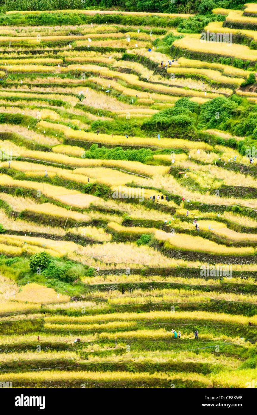 maligcong rice terraces in philippines Stock Photo - Alamy