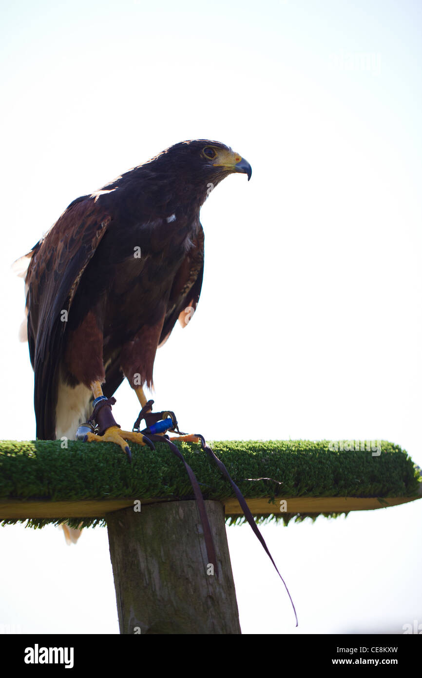 Harris Hawk on a perch against a white sky Stock Photo - Alamy