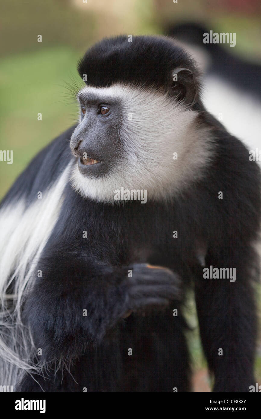Abyssinian black and white colobus hi-res stock photography and images ...