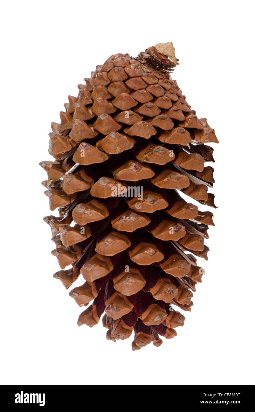 Natural pine cone isolated on white background Stock Photo - Alamy