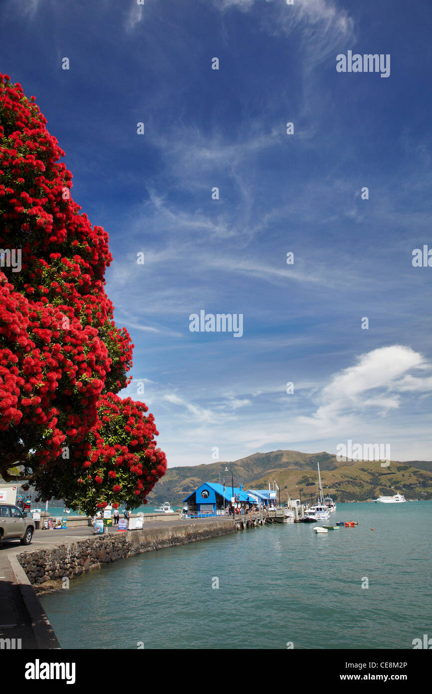 Akaroa wharf hi-res stock photography and images - Alamy