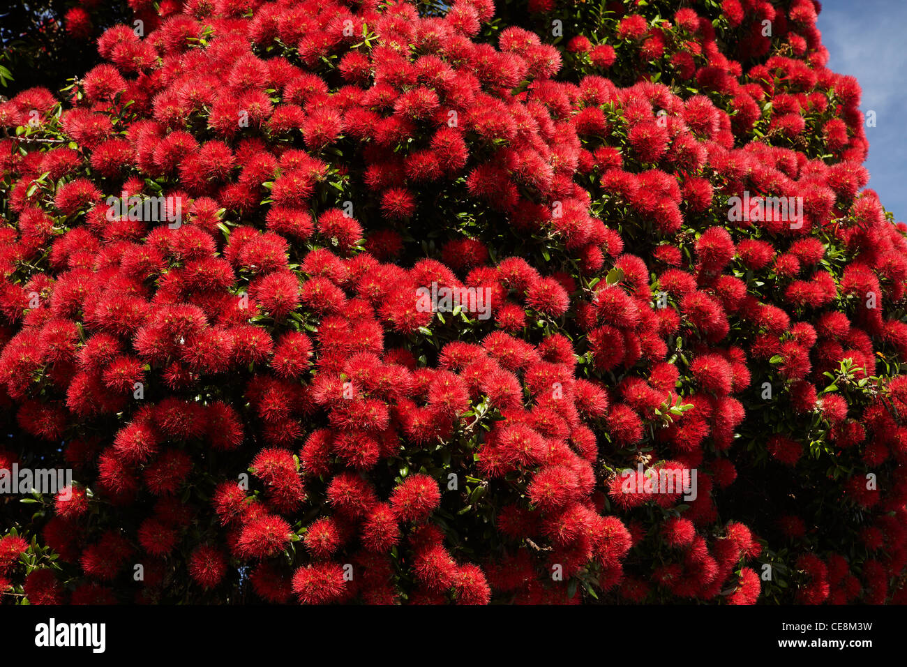 New zealand christmas tree flower hi-res stock photography and images ...