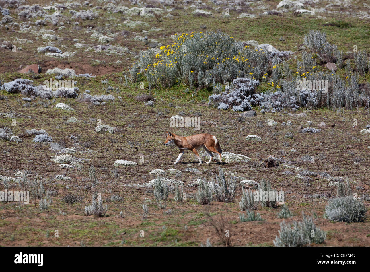 Ethiopian Wolf or Simien Fox or Simien Jackal (Canis simensis). Senatti ...