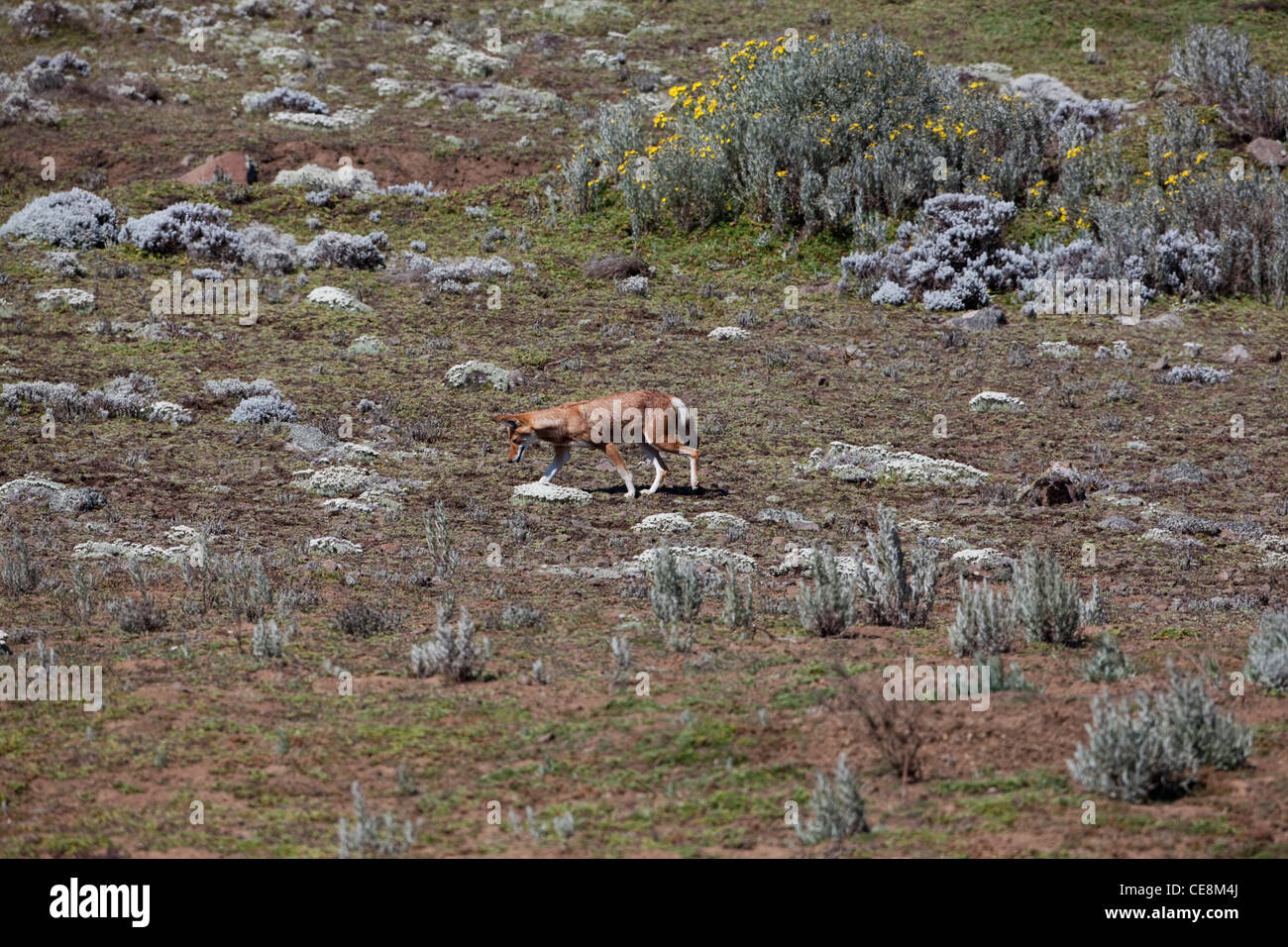 Simien fox hi-res stock photography and images - Alamy