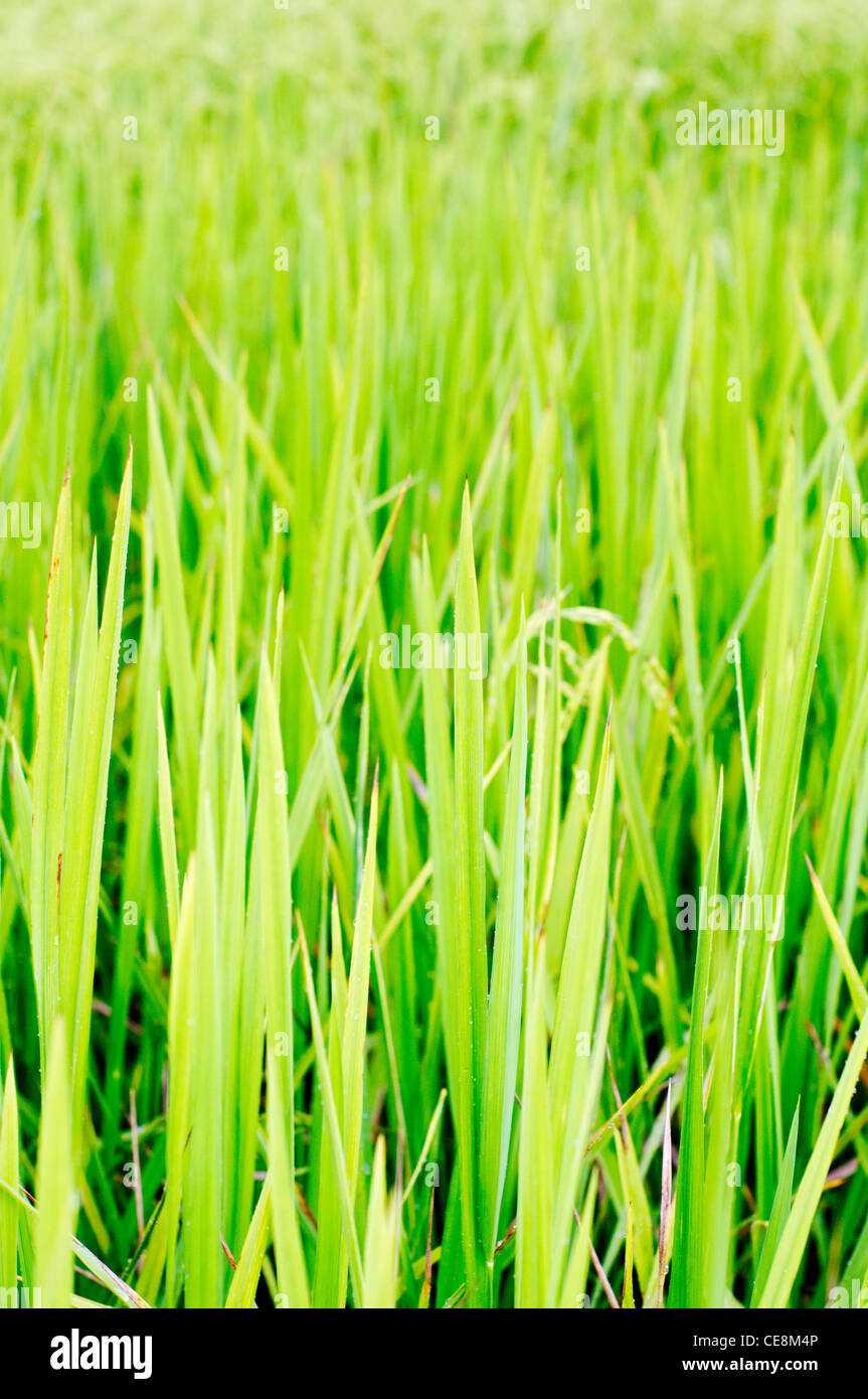 rice field in philippines, for agriculture background Stock Photo - Alamy