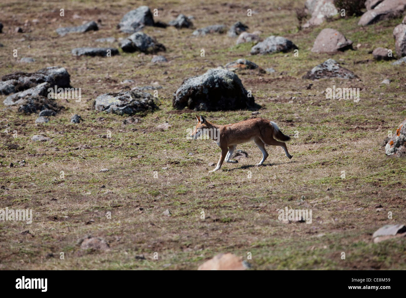 Simien fox hi-res stock photography and images - Alamy