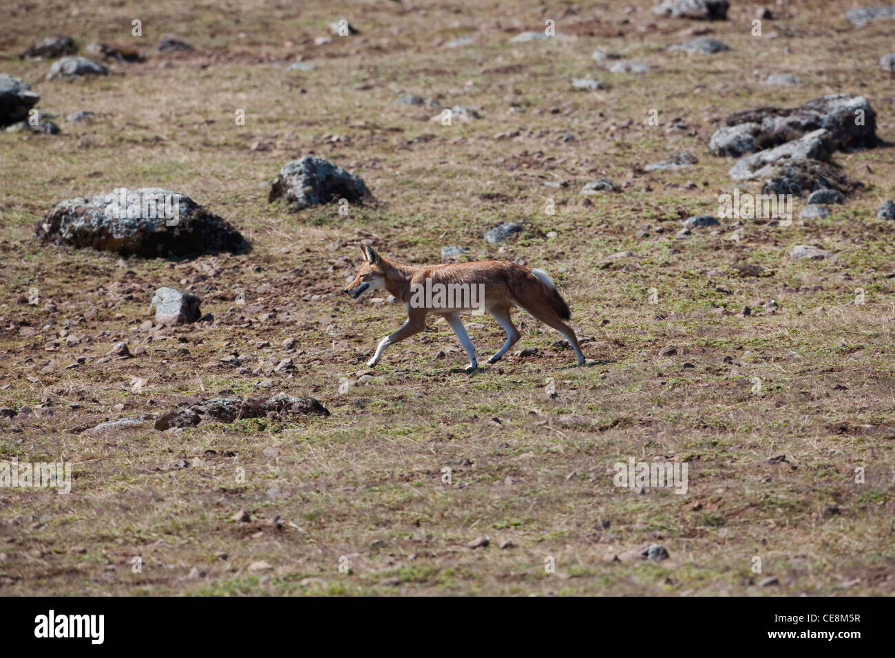 Simien fox hi-res stock photography and images - Alamy
