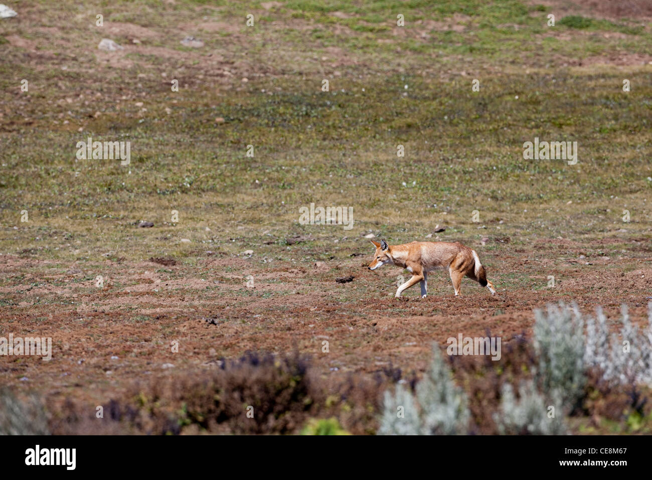 Ethiopian Wolf or Simien Fox or Simien Jackal (Canis simensis). Bale ...