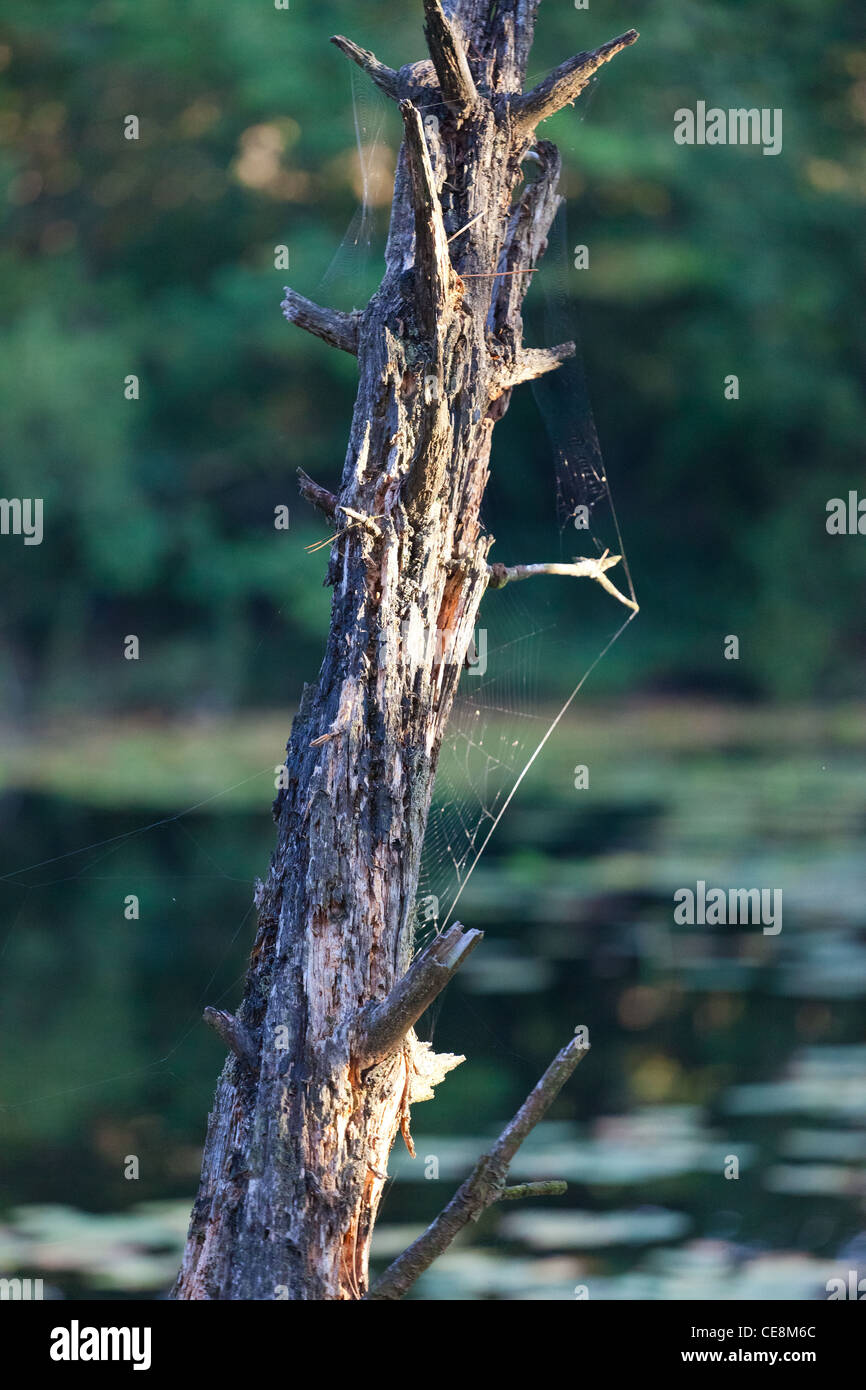 a dead, damaged tree covered in cobwebs near a lake Stock Photo - Alamy