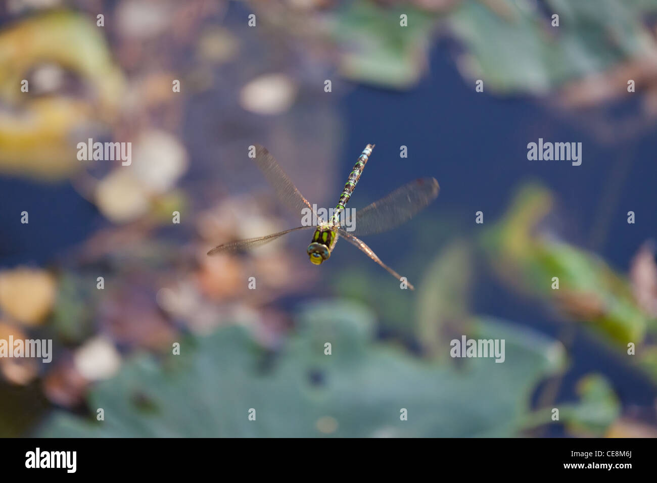 Dragonfly over pond hi-res stock photography and images - Alamy