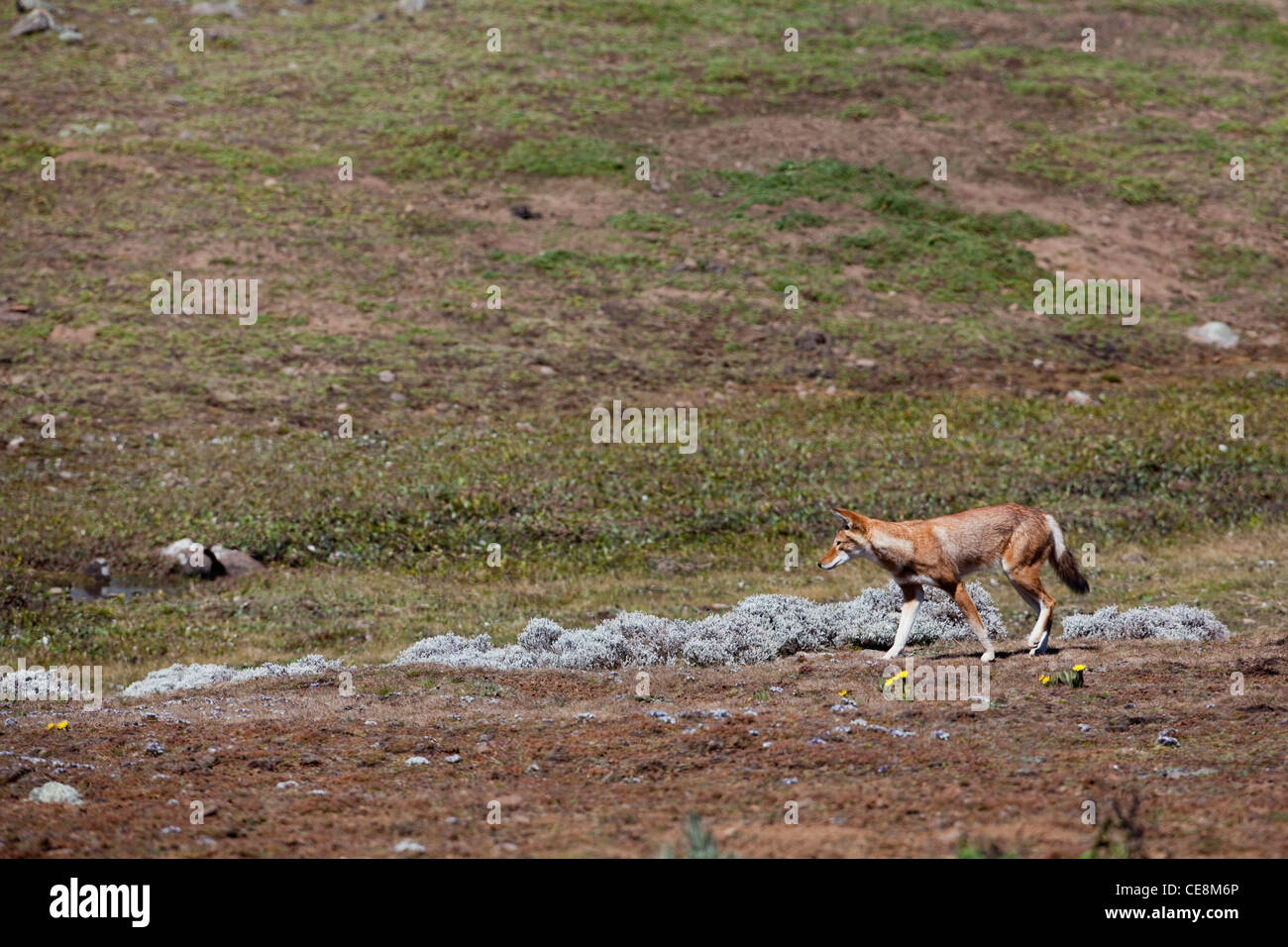 Ethiopian Wolf or Simien Fox or Simien Jackal (Canis simensis). Bale ...